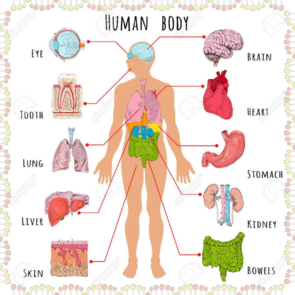 How Do Adjustments Help My Organs Function Better Active Family